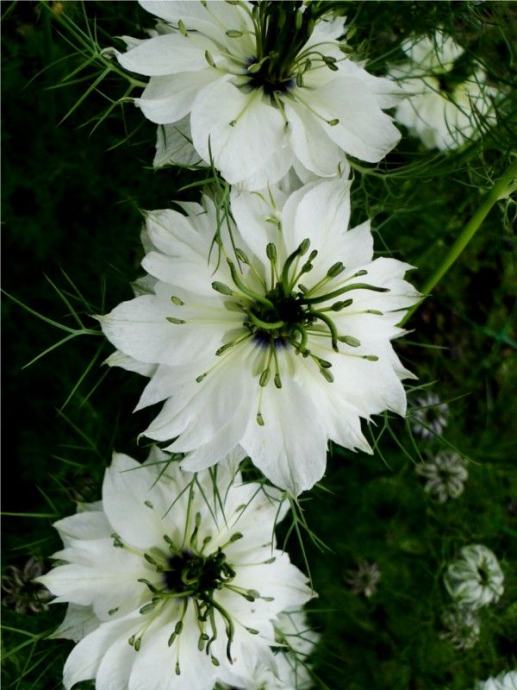 Crnjika / Nigella / Alba / Sjeme