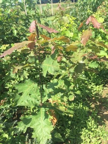 Crveni hrast (quercus rubra) - sadnica