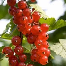 Ribiz Rovada / Sjeme