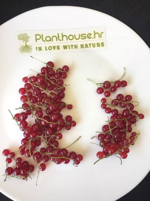 Ribiz Rovada / Sjeme