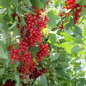 Crveni ribizl - sadnica