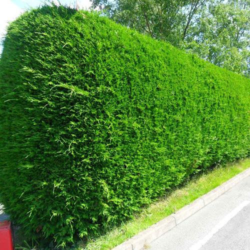Cupressocyparis Leylandii (čempres lejlandi), brzorastuća živa ograda
