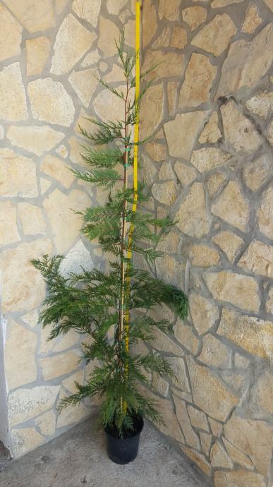 Cupressocyparis Leylandii (čempres lejlandi), brzorastuća živa ograda