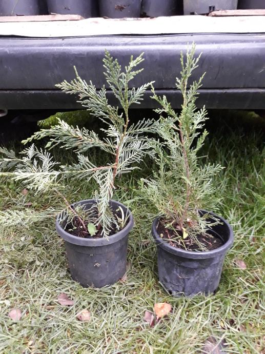 Čempres Lejlandi / Cupressocyparis Leylandii