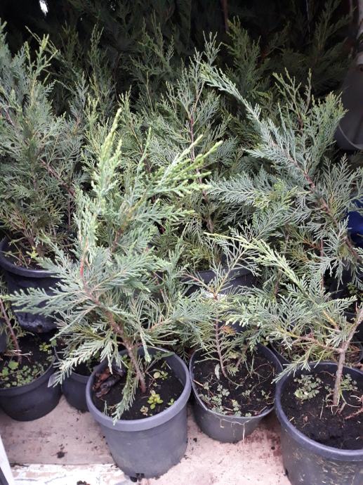 Čempres Lejlandi / Cupressocyparis Leylandii