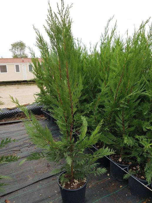 Čempres Lejlandi / Cupressocyparis Leylandii