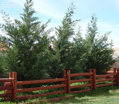 Cupressocyparis Leylandii (čempres lejlandi), brzorastuća živa ograda