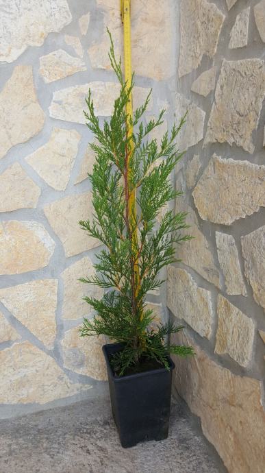 Cupressocyparis Leylandii (čempres lejlandi), brzorastuća živa ograda