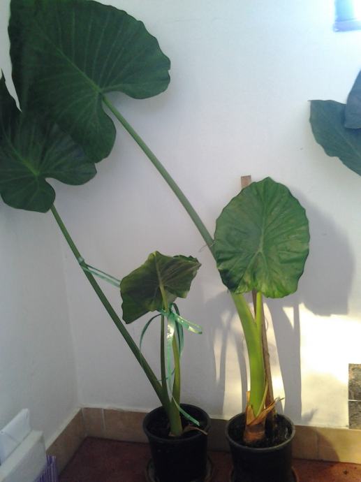 Cvijet ADAM (Alocasia)