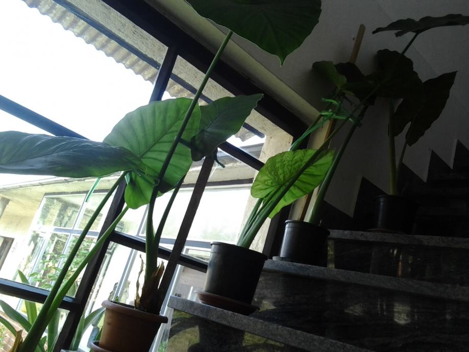 Cvijet ADAM (Alocasia)