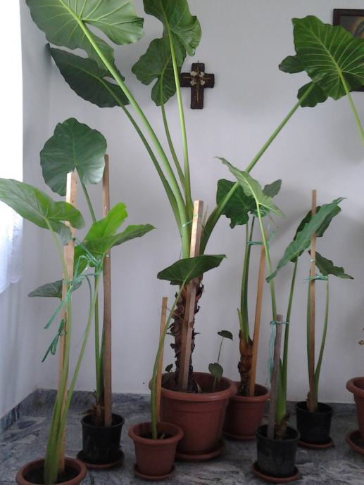 Cvijet ADAM (Alocasia)
