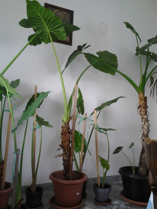 Cvijet ADAM (Alocasia)