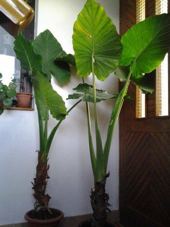 Cvijet ADAM (Alocasia)