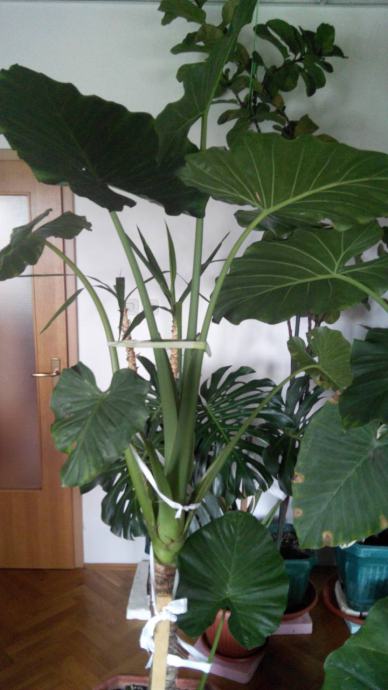 Cvijet adam i slicno vanjsko cvijece MOŽE JEFTINIJE