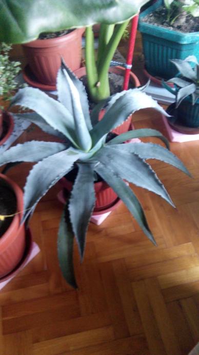 Cvijet adam i slicno vanjsko cvijece MOŽE JEFTINIJE