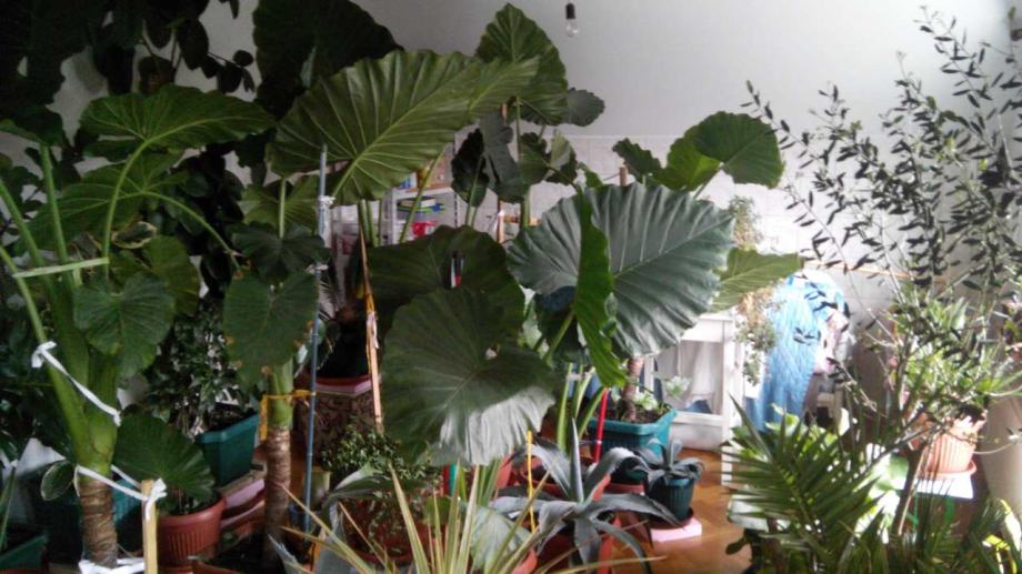 Cvijet adam i slicno vanjsko cvijece MOŽE JEFTINIJE