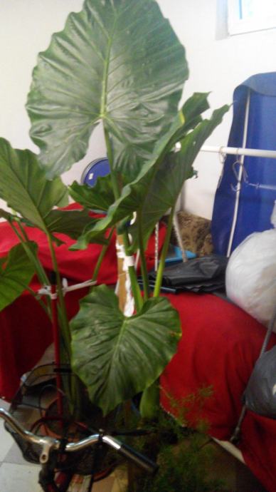 Cvijet adam i slicno vanjsko cvijece MOŽE JEFTINIJE