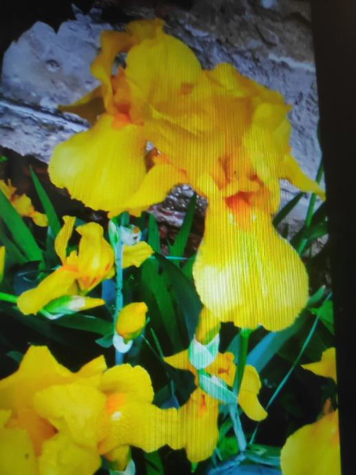 Cvijet perunika zute boje