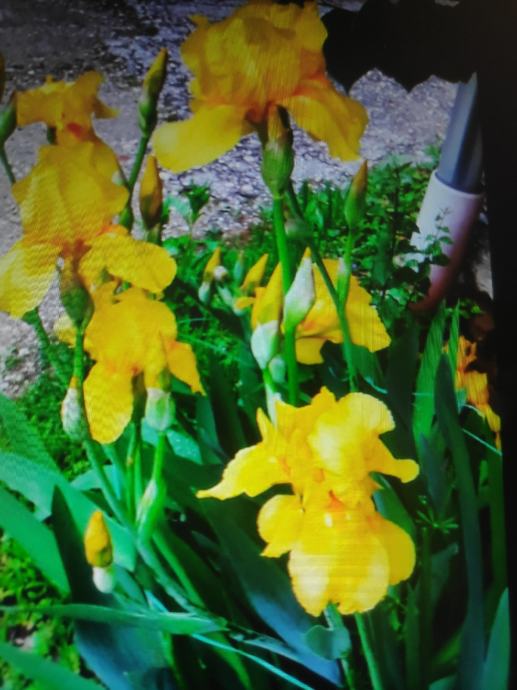 Cvijet perunika zute boje