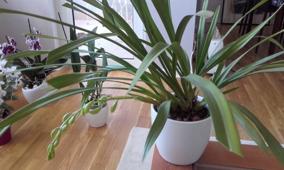 Cymbidium Sarah Jane Ice Cascade orhideja