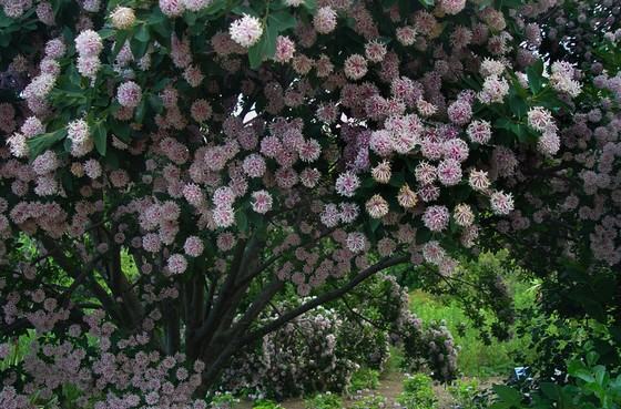 DAIS COTINIFOLIA-POMPON TREE 10 sjemenki