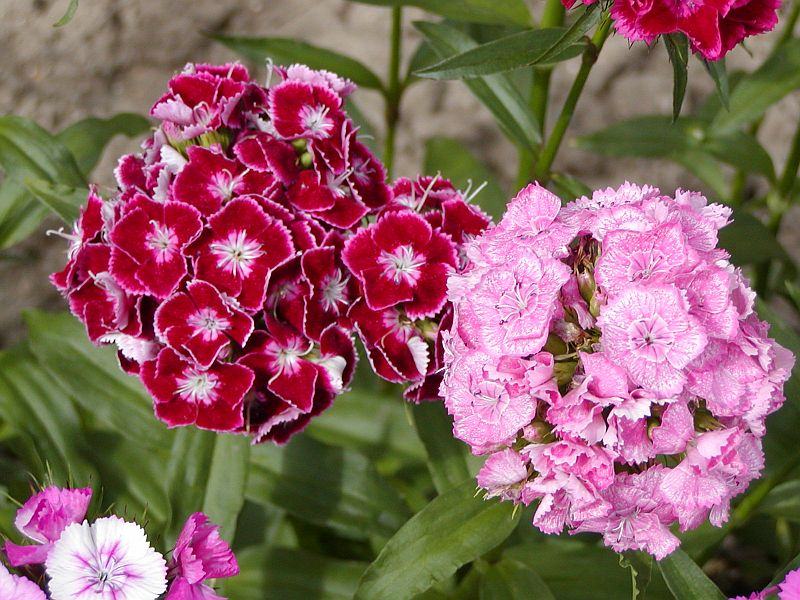Dianthus barbatus 50 sjemenki