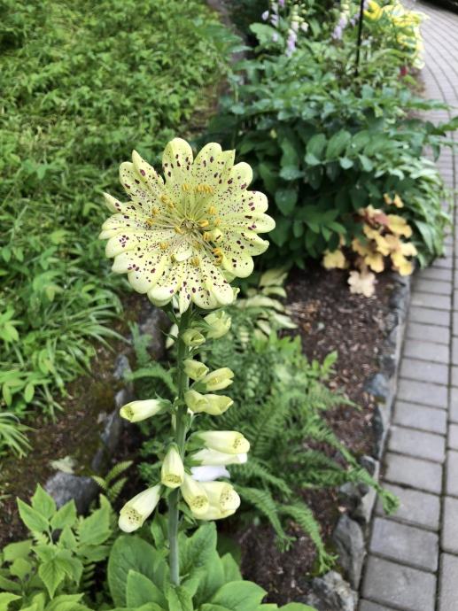 Digitalis / Monstrosa / SADNICE