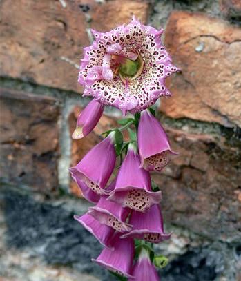 Digitalis purpurea / Monstrosa