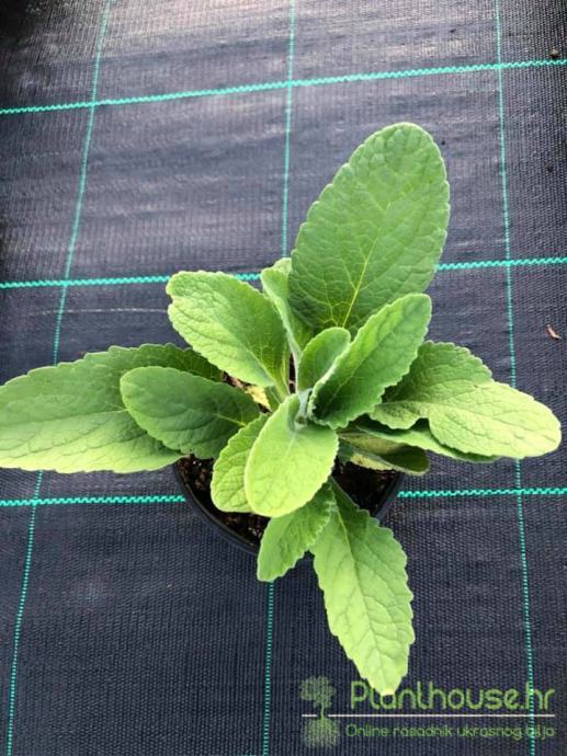 Digitalis / Monstrosa / SADNICE