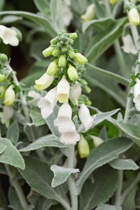 Digitalis / Silver Fox / SADNICE