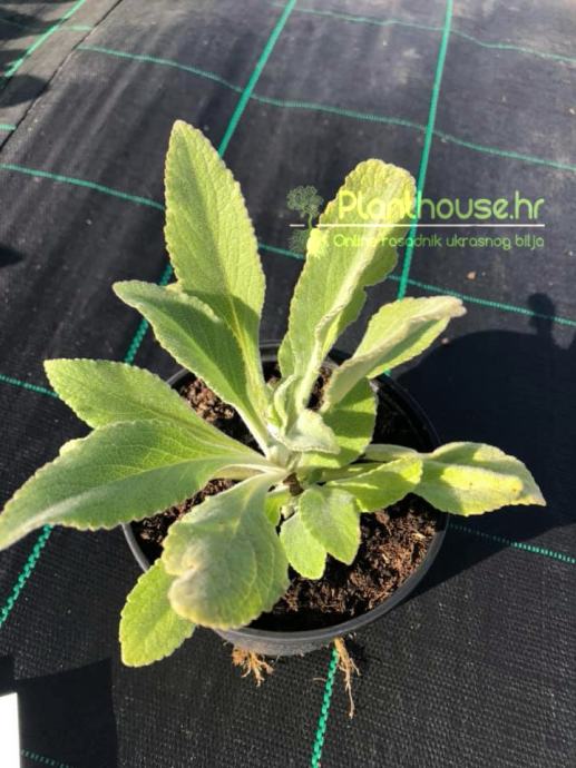 Digitalis / Silver Fox / SADNICE