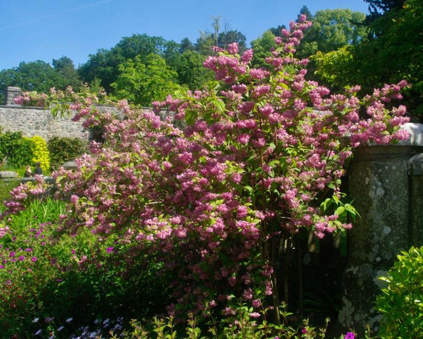 Dojcija - duetzia x hibrida Strawberry fields - sadnica UKRASNI GRM