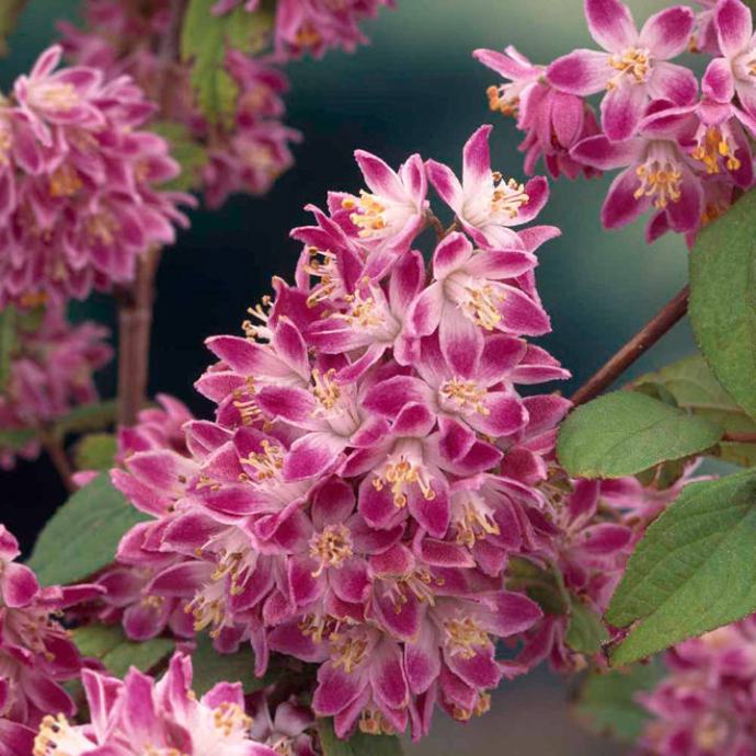 Dojcija - duetzia x hibrida Strawberry fields - sadnica UKRASNI GRM