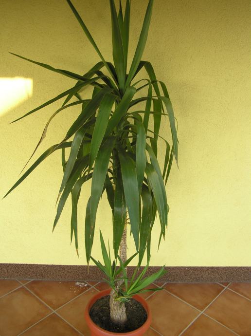 DRVO ŽIVOTA - JUKA - YUCCA