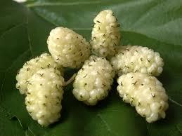 DUD BIJELI - sadnice