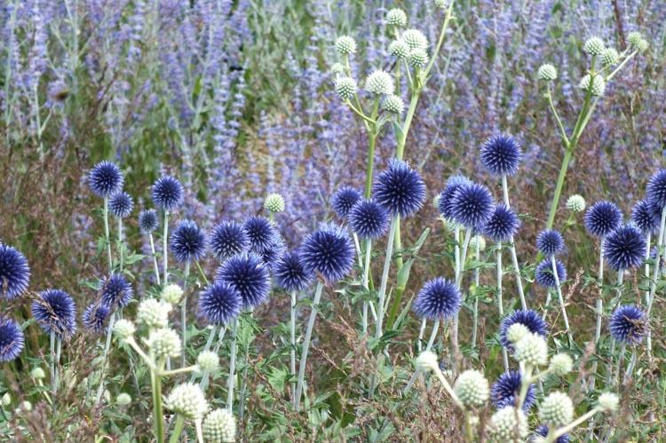 Echinops ritro blue / SADNICE