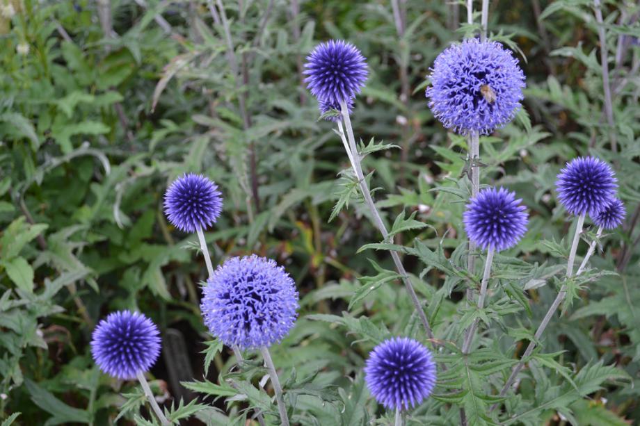 Echinops ritro blue / SADNICE
