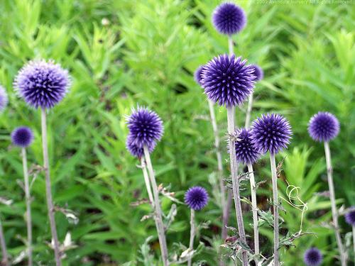 Echinops ritro blue / SADNICE