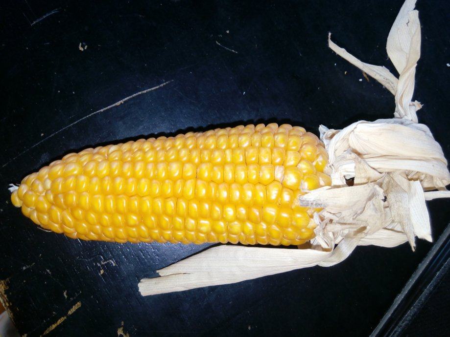 Stara sorta Kukuruz stodanac