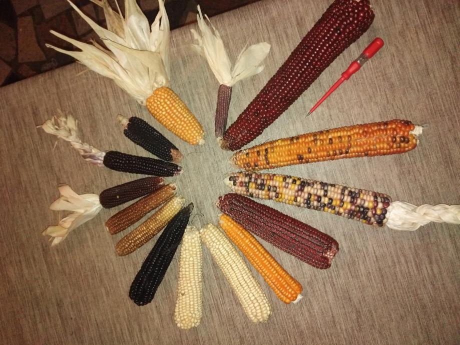 Stara sorta Kukuruz stodanac