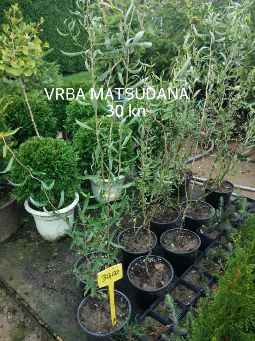 elvudi, columnaris i ostalo, čempresi, živice