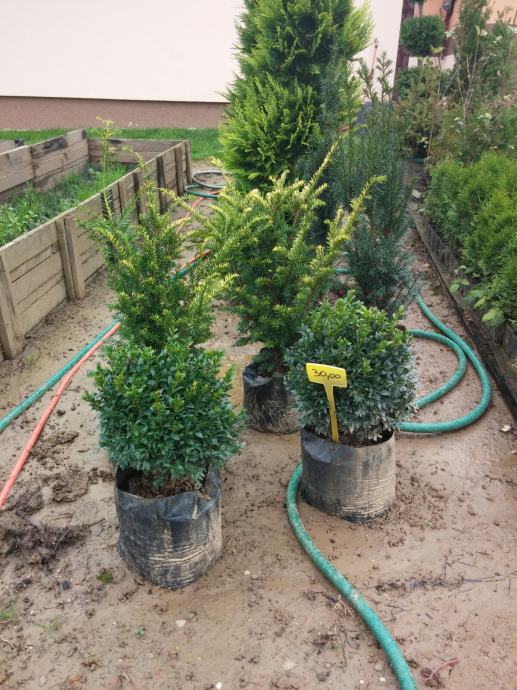 elvudi, columnaris i ostalo, čempresi, živice