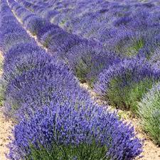 Engleska lavanda / Lavandula angustifola / EKO SADNICA