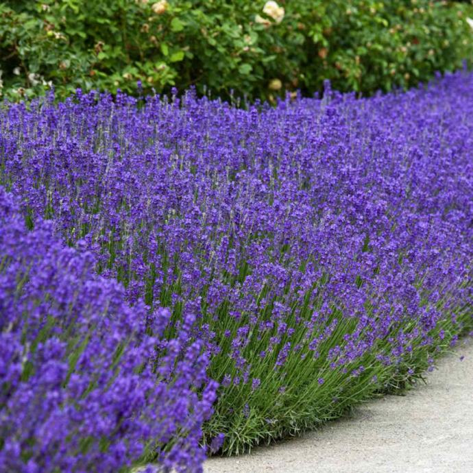 Engleska lavanda / Lavandula angustifola / EKO SADNICA