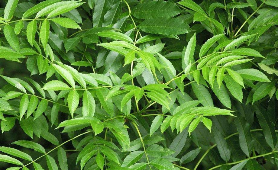 Fraxinus A. / Jasen / Sjeme