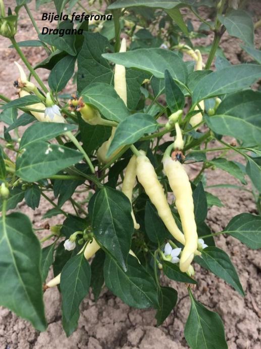 Feferoni domaći-bijeli-crveni-sjeme