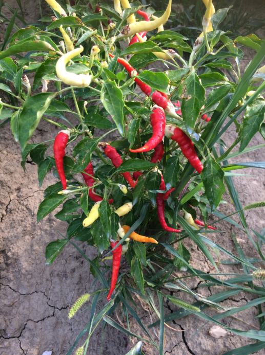 Feferoni domaći-bijeli-crveni-sjeme