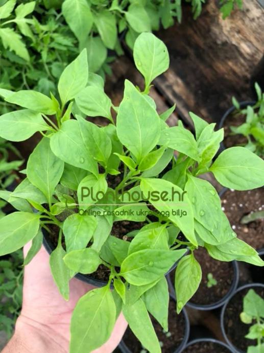 Feferoni Lombardo / Domaće sjeme