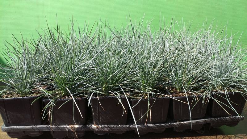 FESTUCA GLAUCA - Plava trava - Sadnica