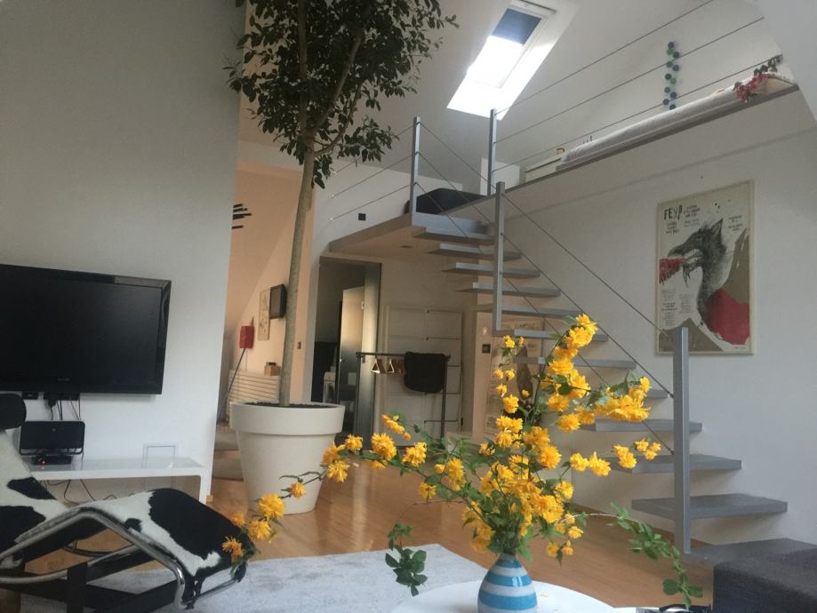 Ficus Benjamin 4,5 m